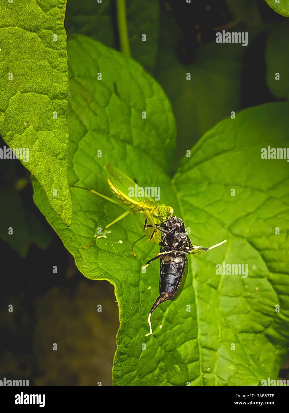 Juvenile praying mantis catch black soldier fly as the prey Stock Photo ...