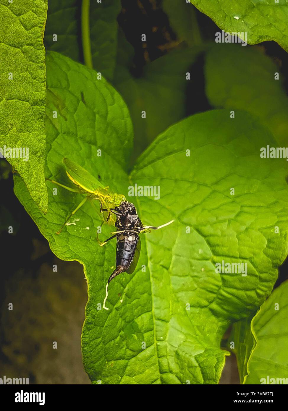Juvenile praying mantis catch black soldier fly as the prey Stock Photo ...