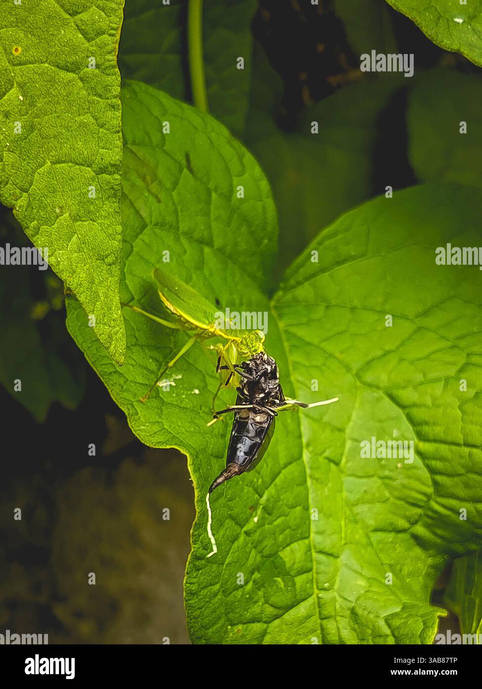 Juvenile praying mantis catch black soldier fly as the prey Stock Photo ...