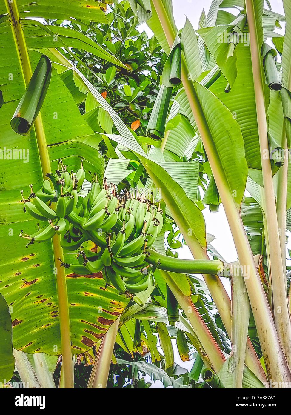 Mature banana plant infested with Banana skipper. The rolled banana ...