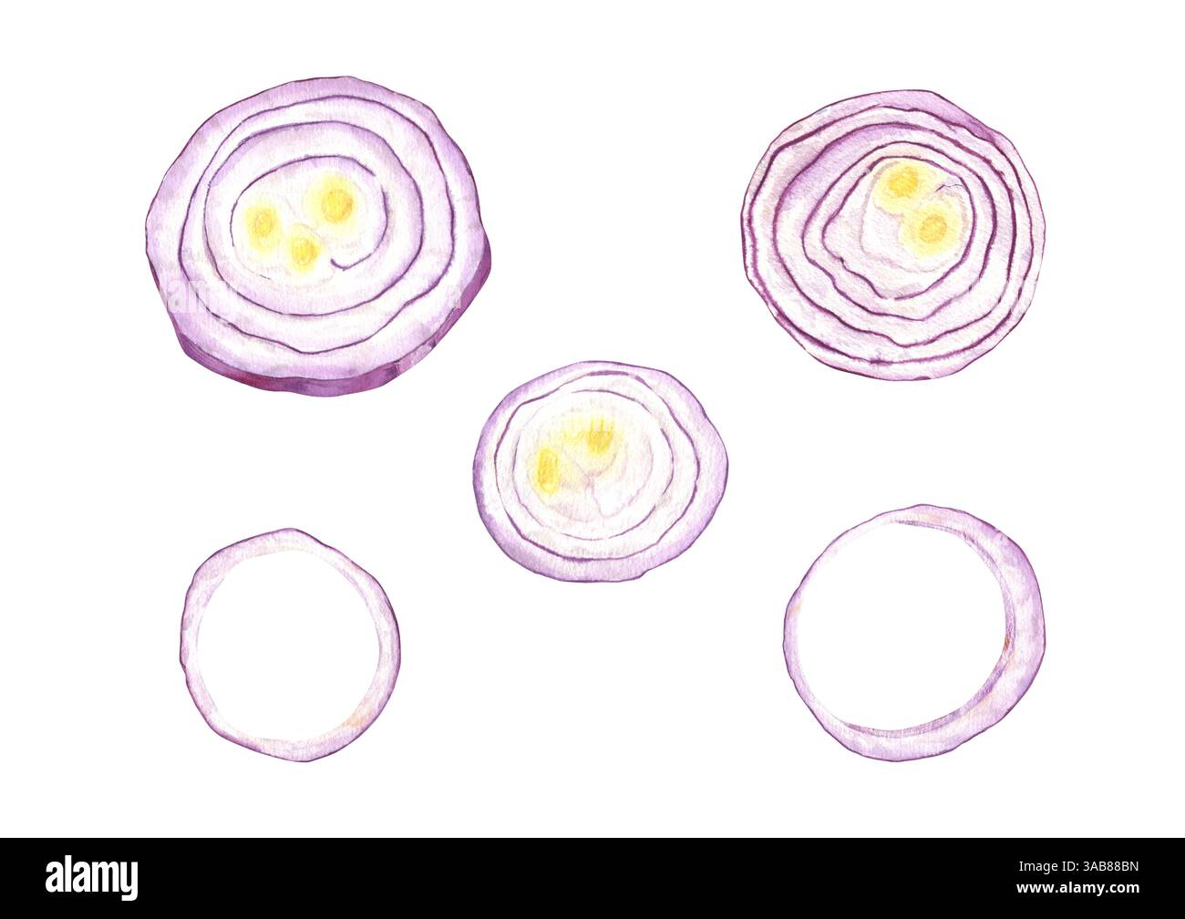 Fresh red onion rings clip art watercolor illustration isolated ...