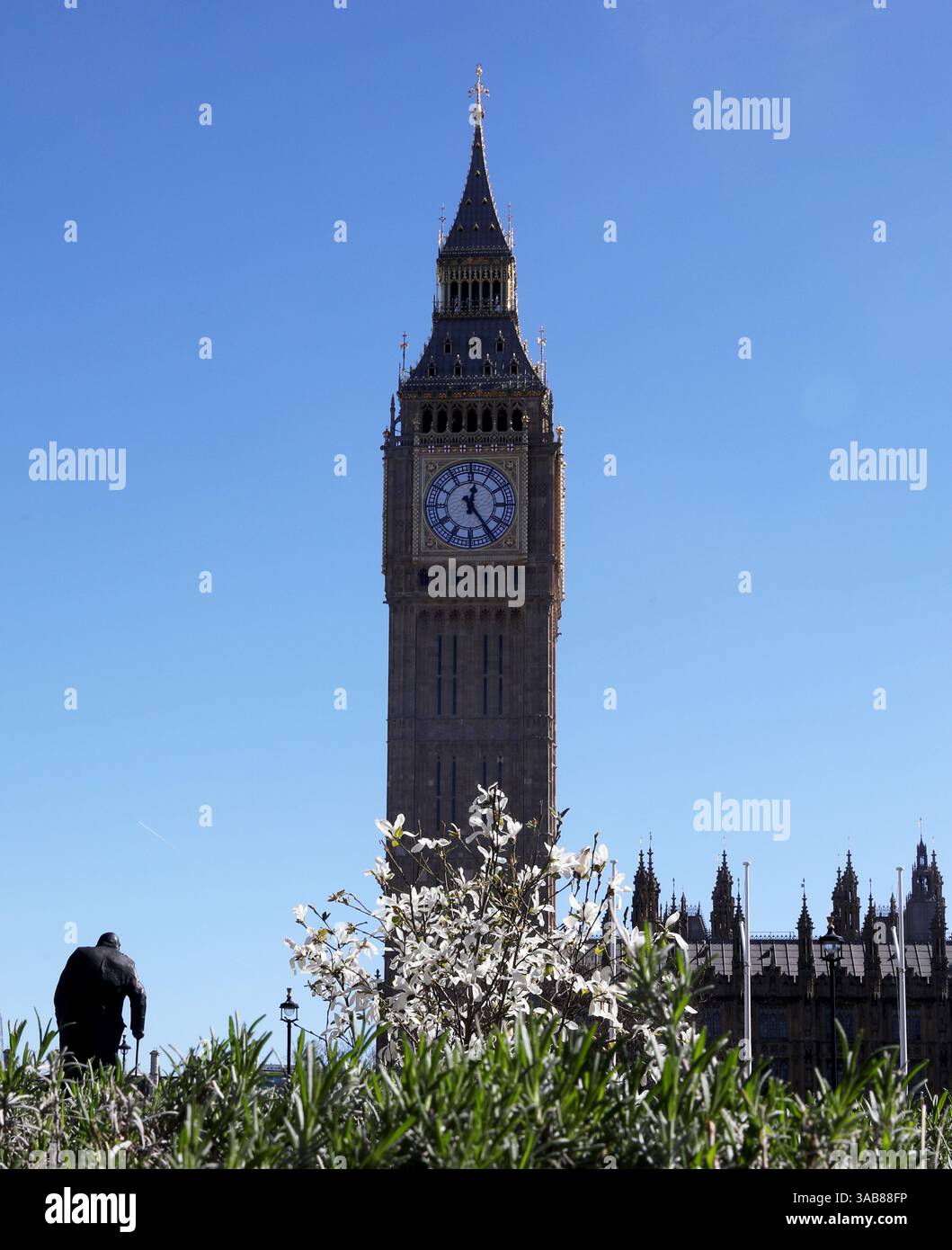 London, Britain. 1st Apr, 2025. Flowers are pictured near Big Ben in ...