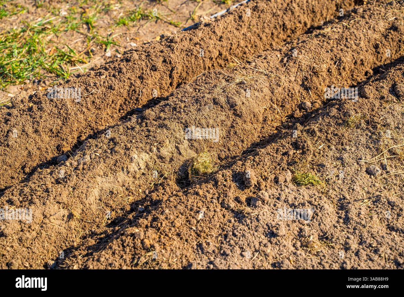 The holes in the soil of the vegetable garden beds are made before ...