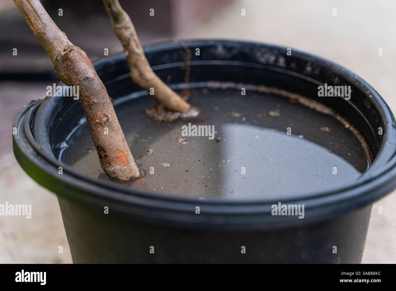 Young tree seedlings in a bucket of water with rooting agent. Soaking ...