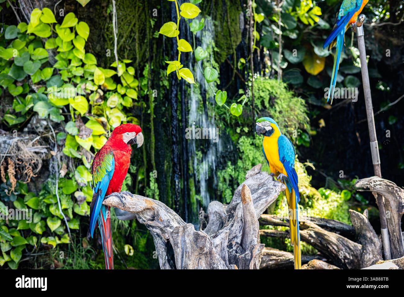 Pair of parrot Macaw sitting on the branch and green tree background ...
