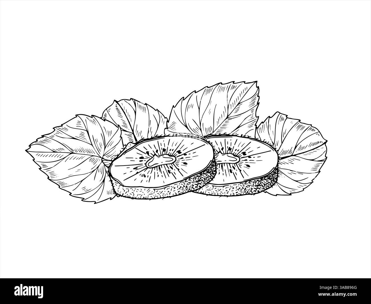 Slice kiwi on black Stock Vector Images - Alamy