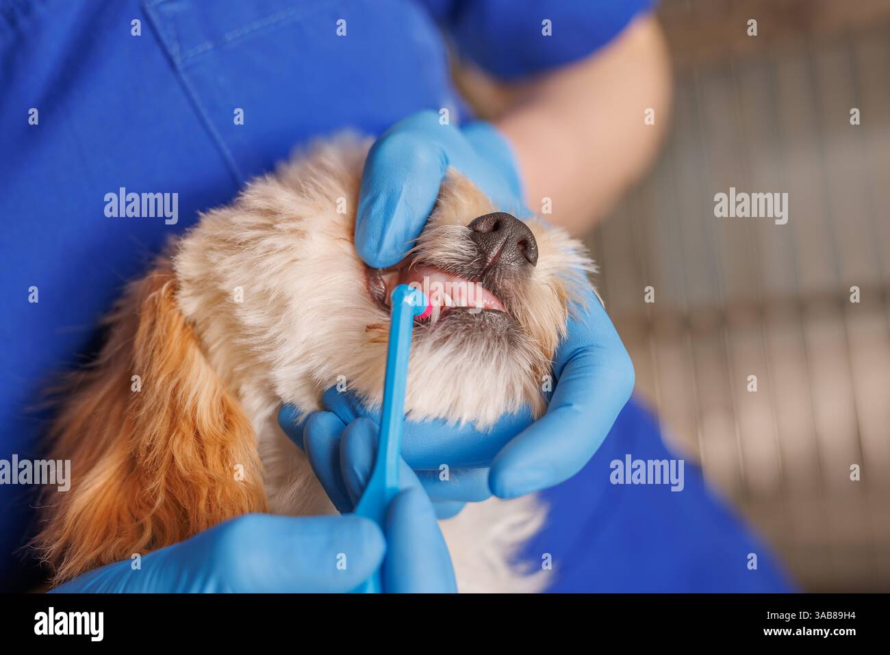 Veterinarian brushing dogs teeth during dental checkup, pet oral ...