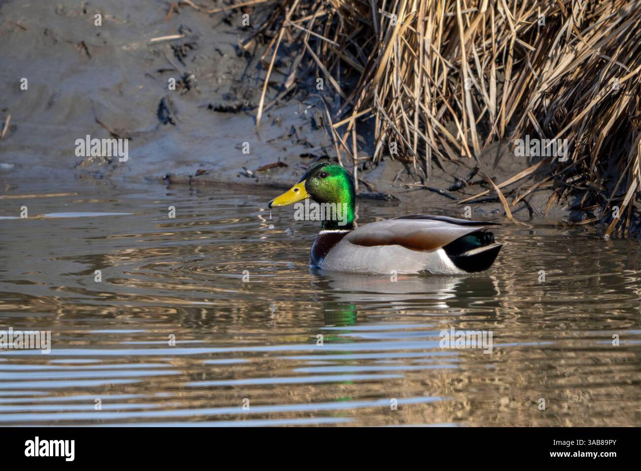 Alaska s Natural Treasure: Wildlife Feast at Potter Marsh Anchorage ...