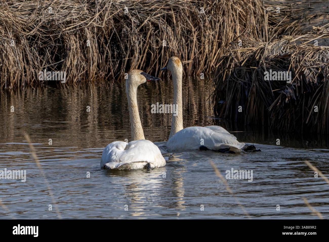 Alaska s Natural Treasure: Wildlife Feast at Potter Marsh Anchorage ...