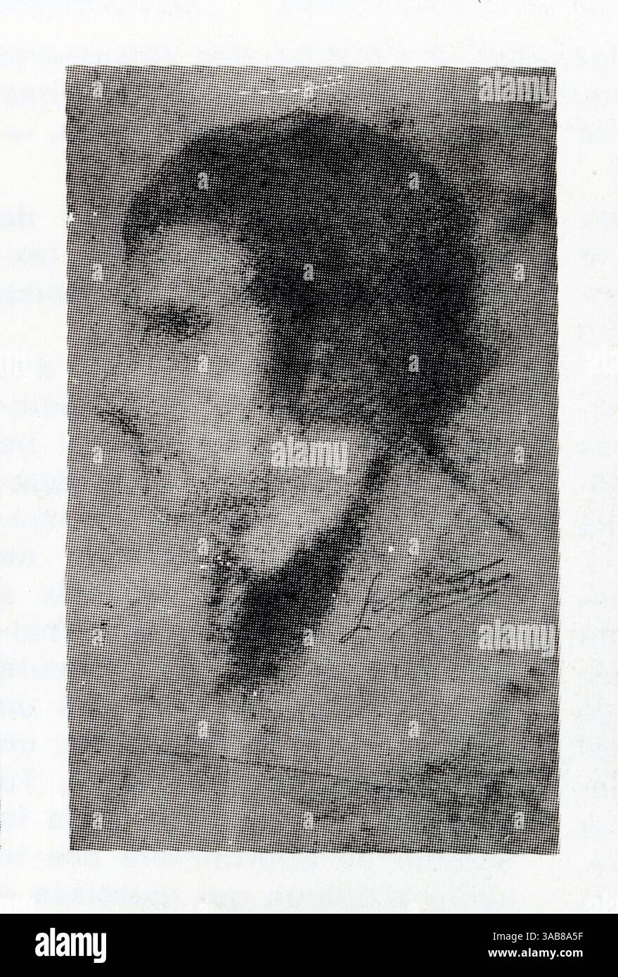 Amedeo Modigliani.Portrait au fusain,exécuté en 1904 par D'Andrea,une ...