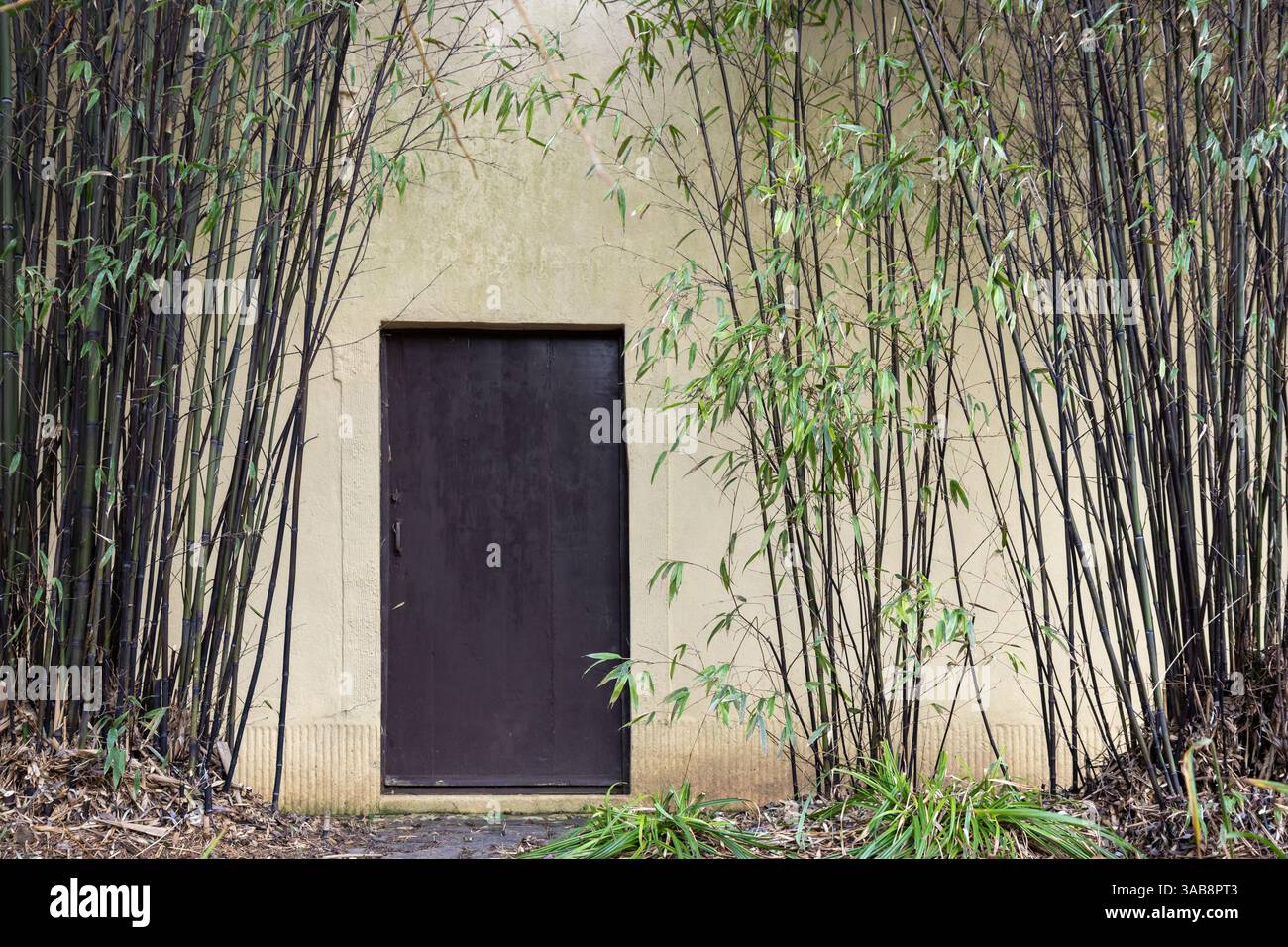Closed black metal street door in plaster beige wall with bamboo bushes ...