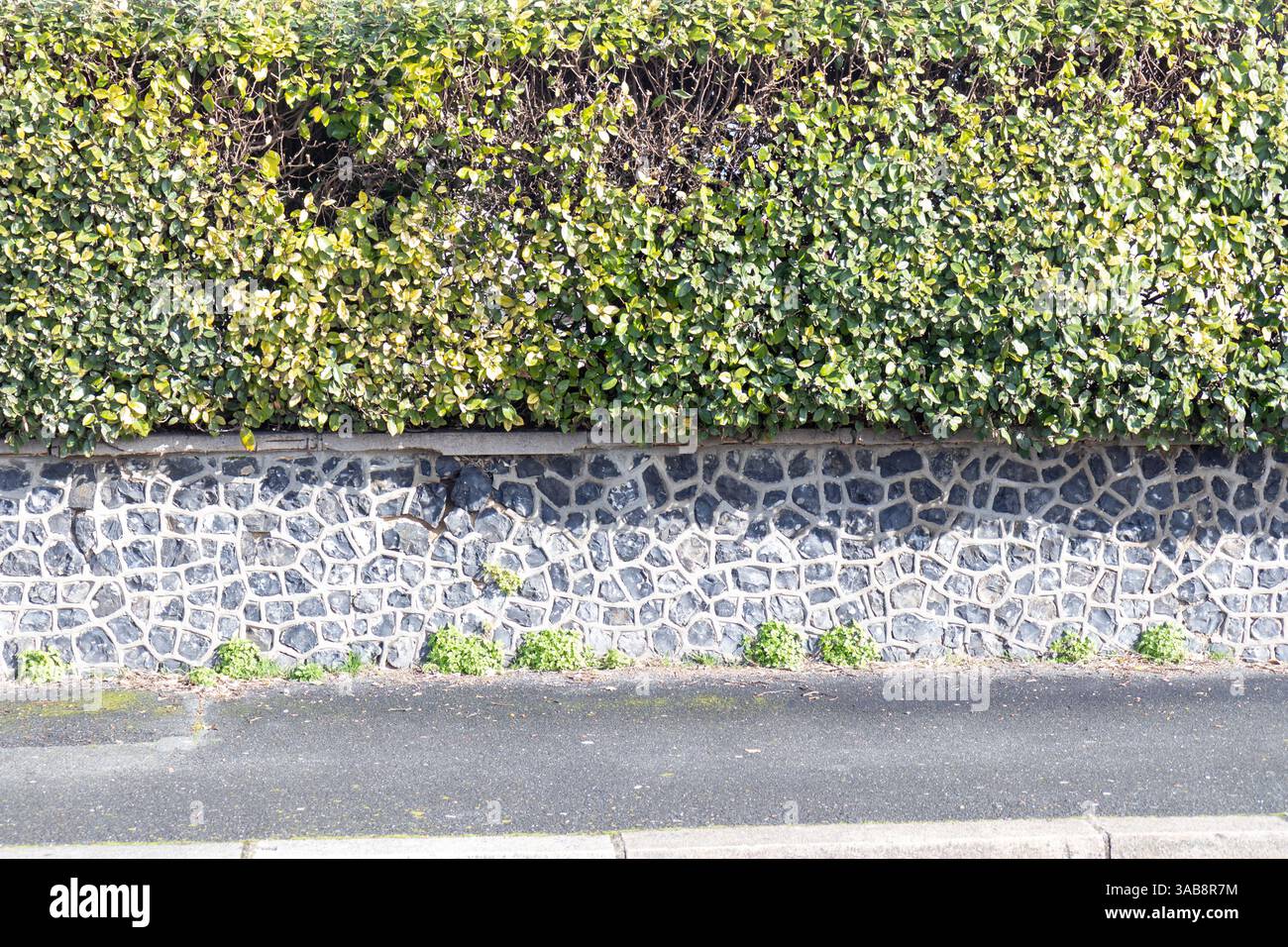 Green trimmed bush hedge with stone basement and empty sidewalk in the ...