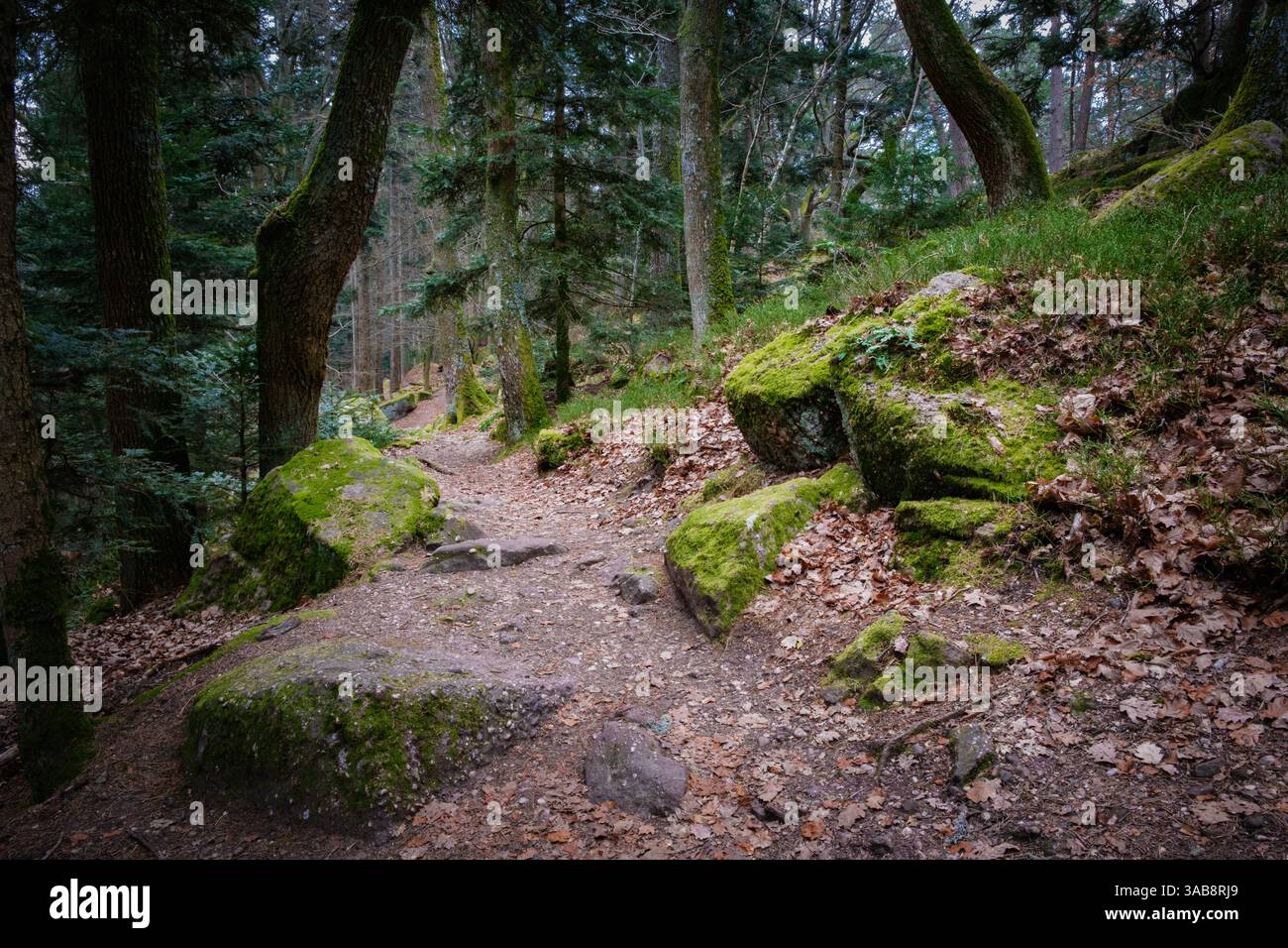 hiking path trail in the woods, forest with tree trunks, green ...