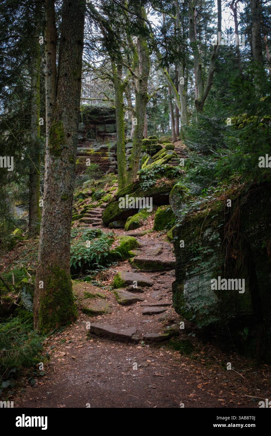 vertical view of hiking path trail in the woods, forest with tree ...