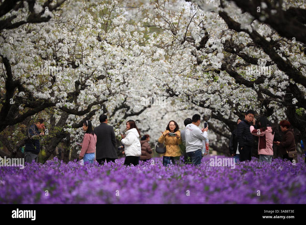 Spring flowers bloom in Huai'an City, east China's Jiangsu Province, 30 ...