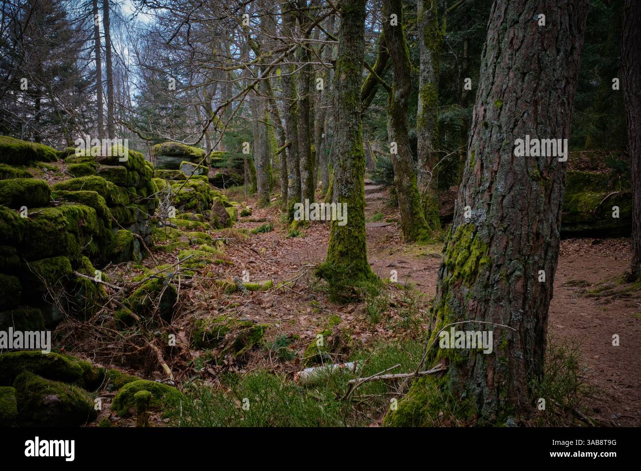 hiking path trail in the woods, forest with tree trunks, green ...