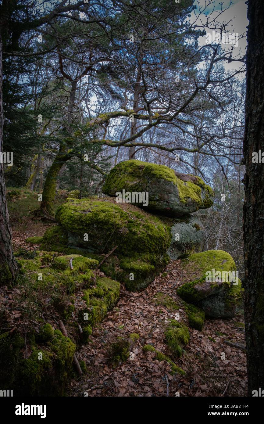 vertical view of Geological megalithic rocks formation in the woods ...