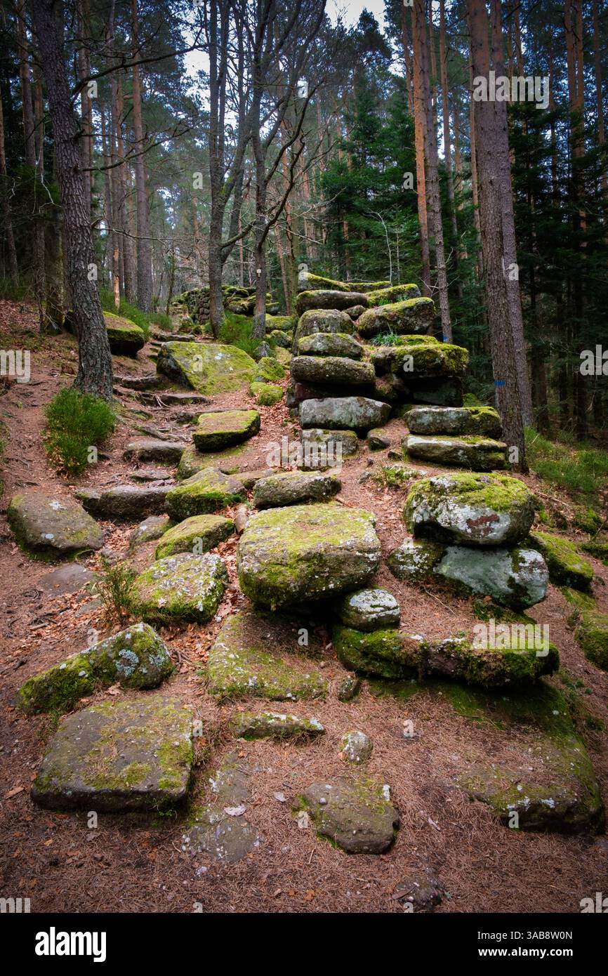 vertical perspective view of hiking path trail in the woods, forest ...