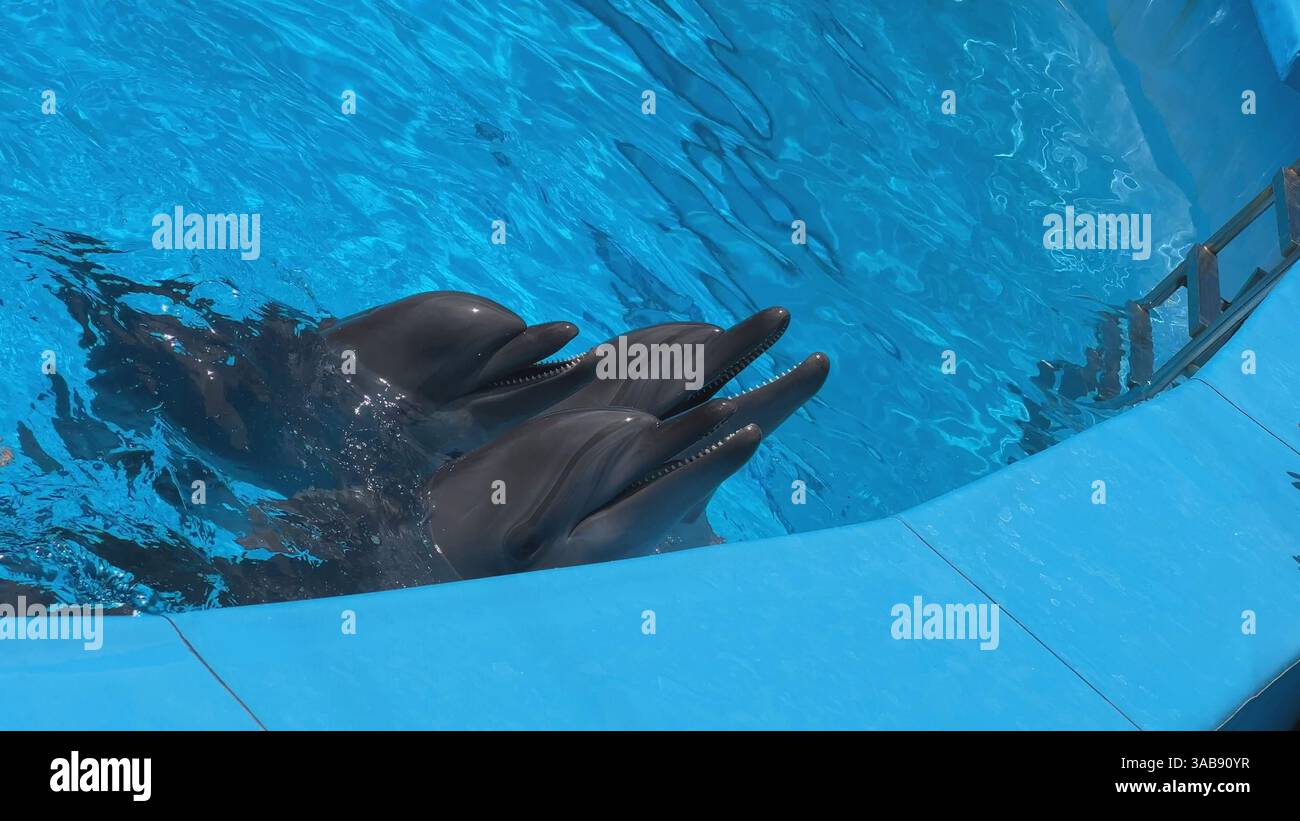 Dolphins swimming in a river hi-res stock photography and images - Alamy