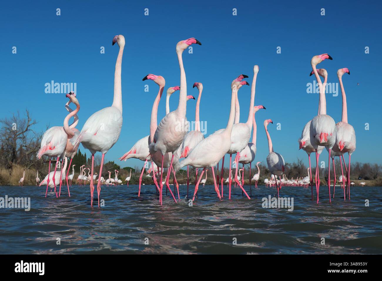 Low angle of a vibrant congregation of pink flamingos captured at their ...