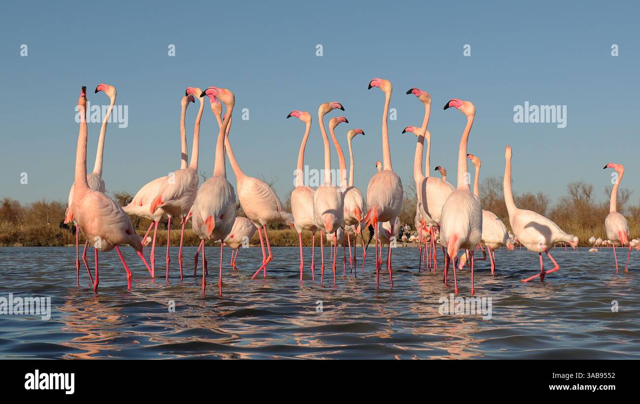 Pink flamingos gather in the shallow waters of the French Camargue ...