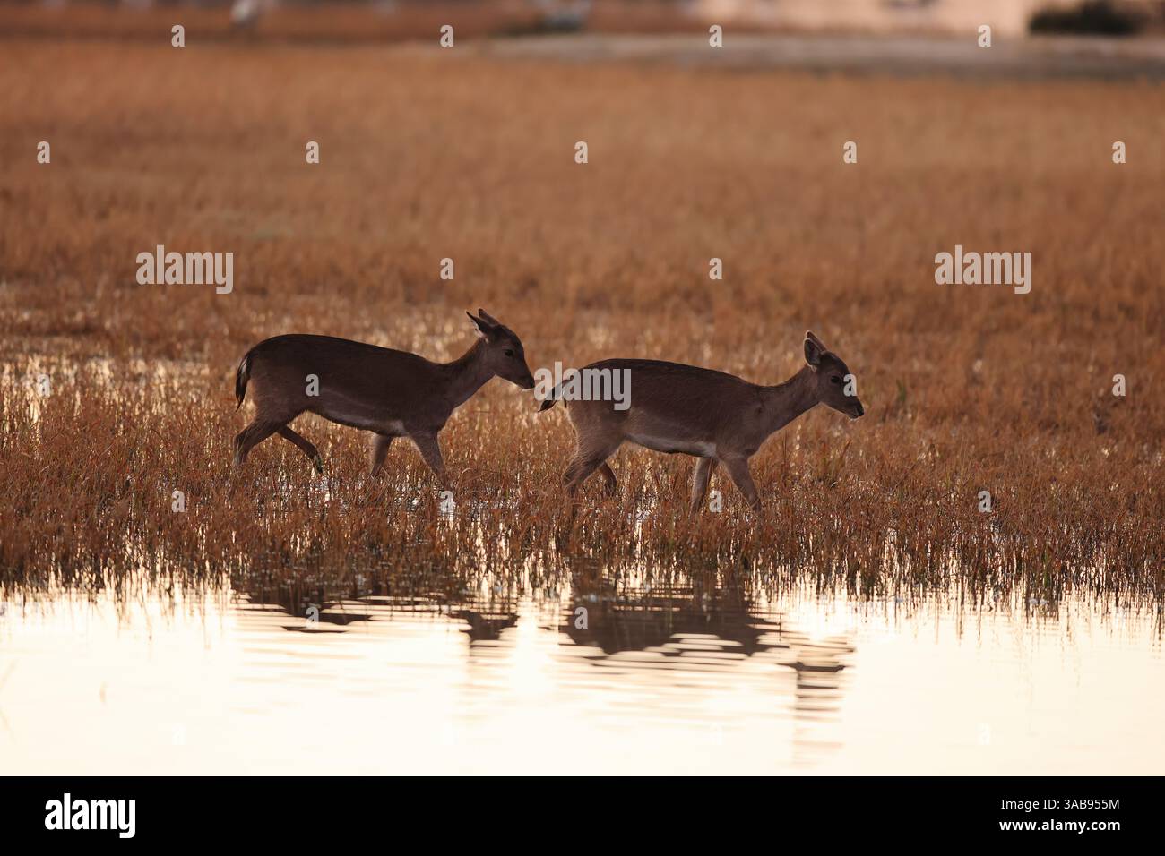 Two fallow deer walk through a tranquil wetland, surrounded by golden ...