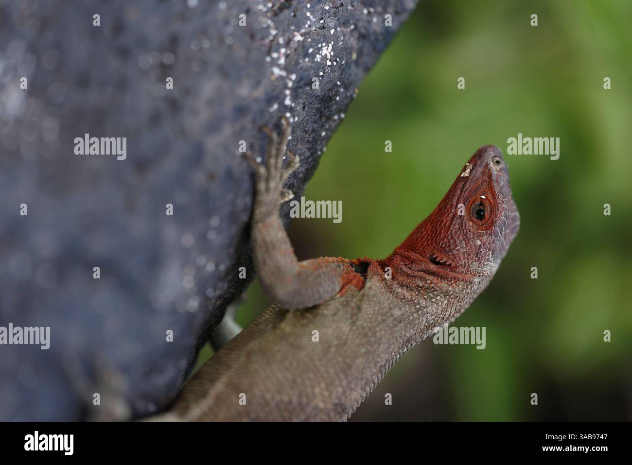 A detailed image capturing a sunlit Lava lizard ascending a rugged ...
