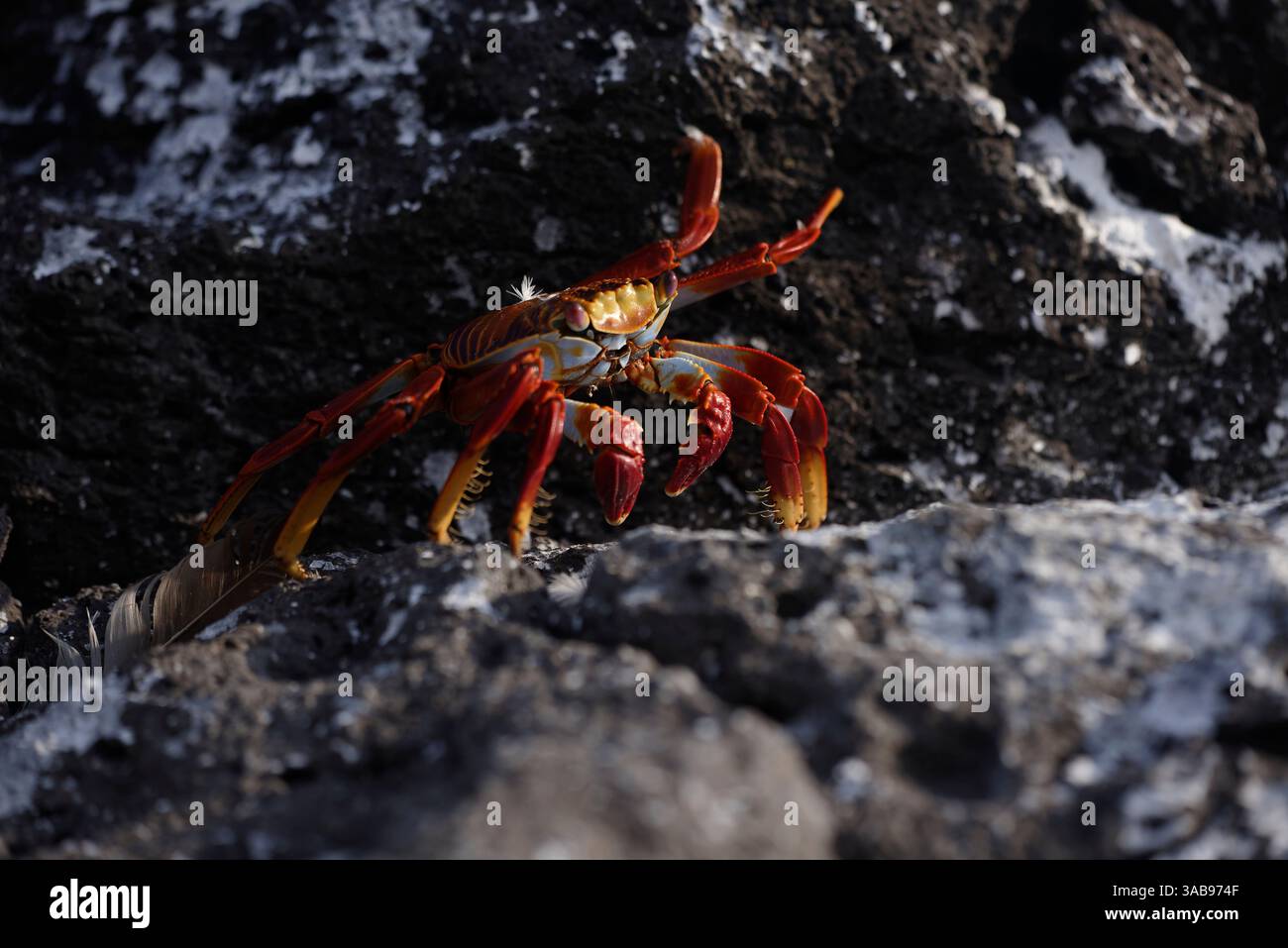 Crab galapagos camouflage rock hi-res stock photography and images - Alamy