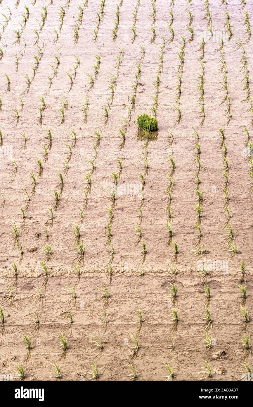 Aerial view of young rice plants systematically planted in a flooded ...