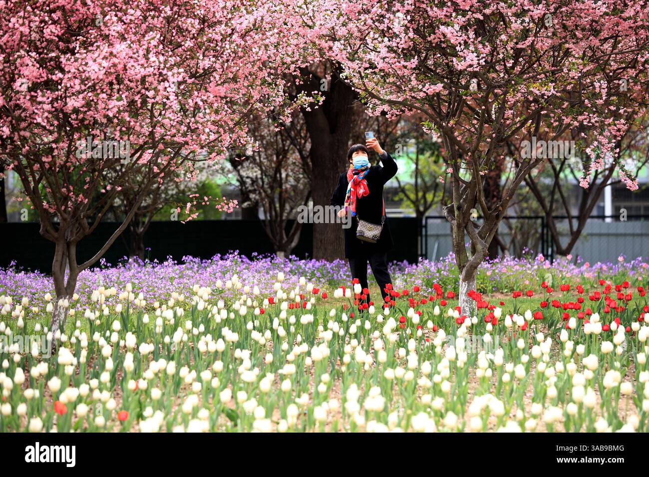 Tulip flowers bloom at a park in Huai'an City, east China's Jiangsu ...