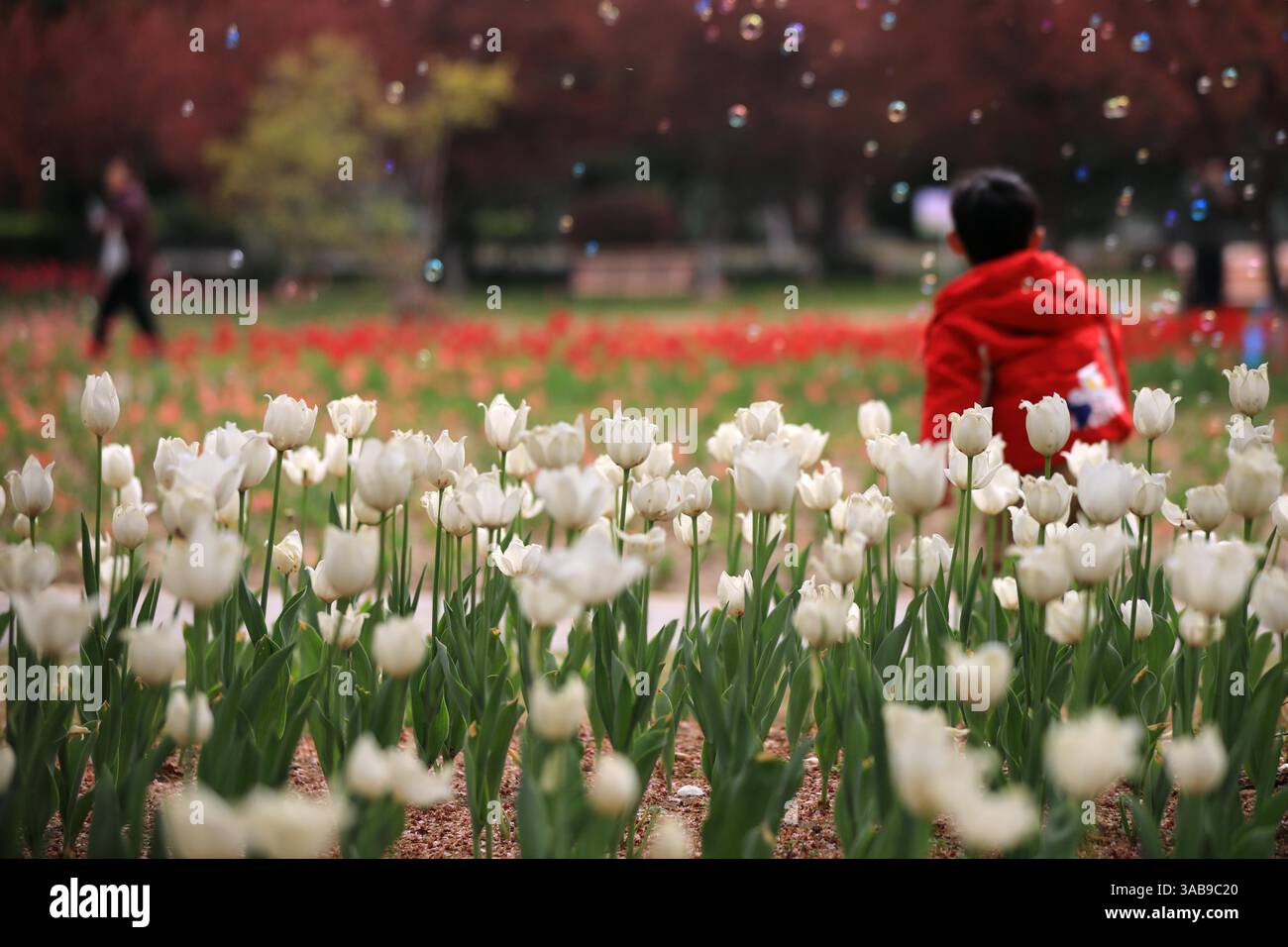 Tulip flowers bloom at a park in Huai'an City, east China's Jiangsu ...