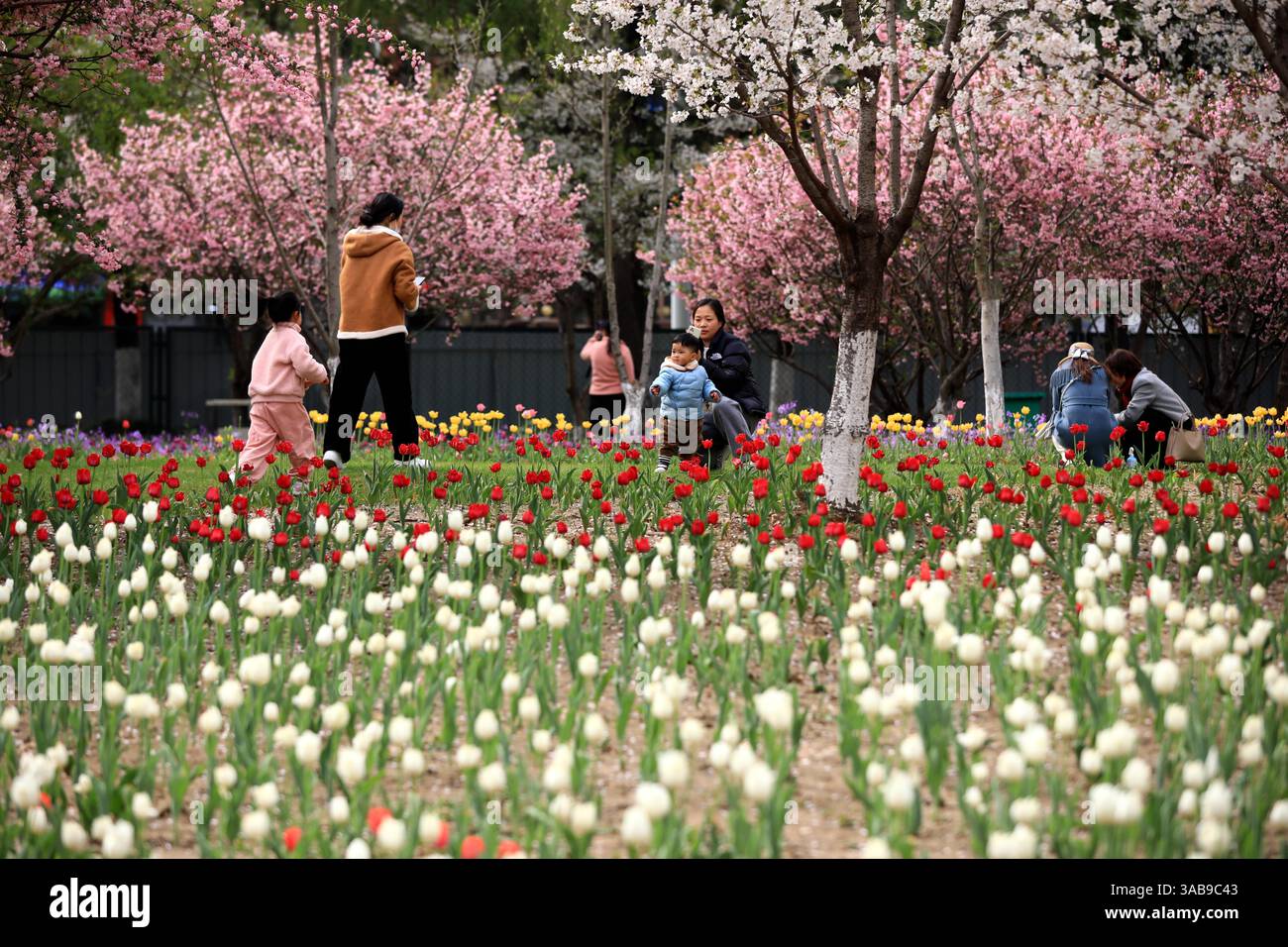 Tulip flowers bloom at a park in Huai'an City, east China's Jiangsu ...