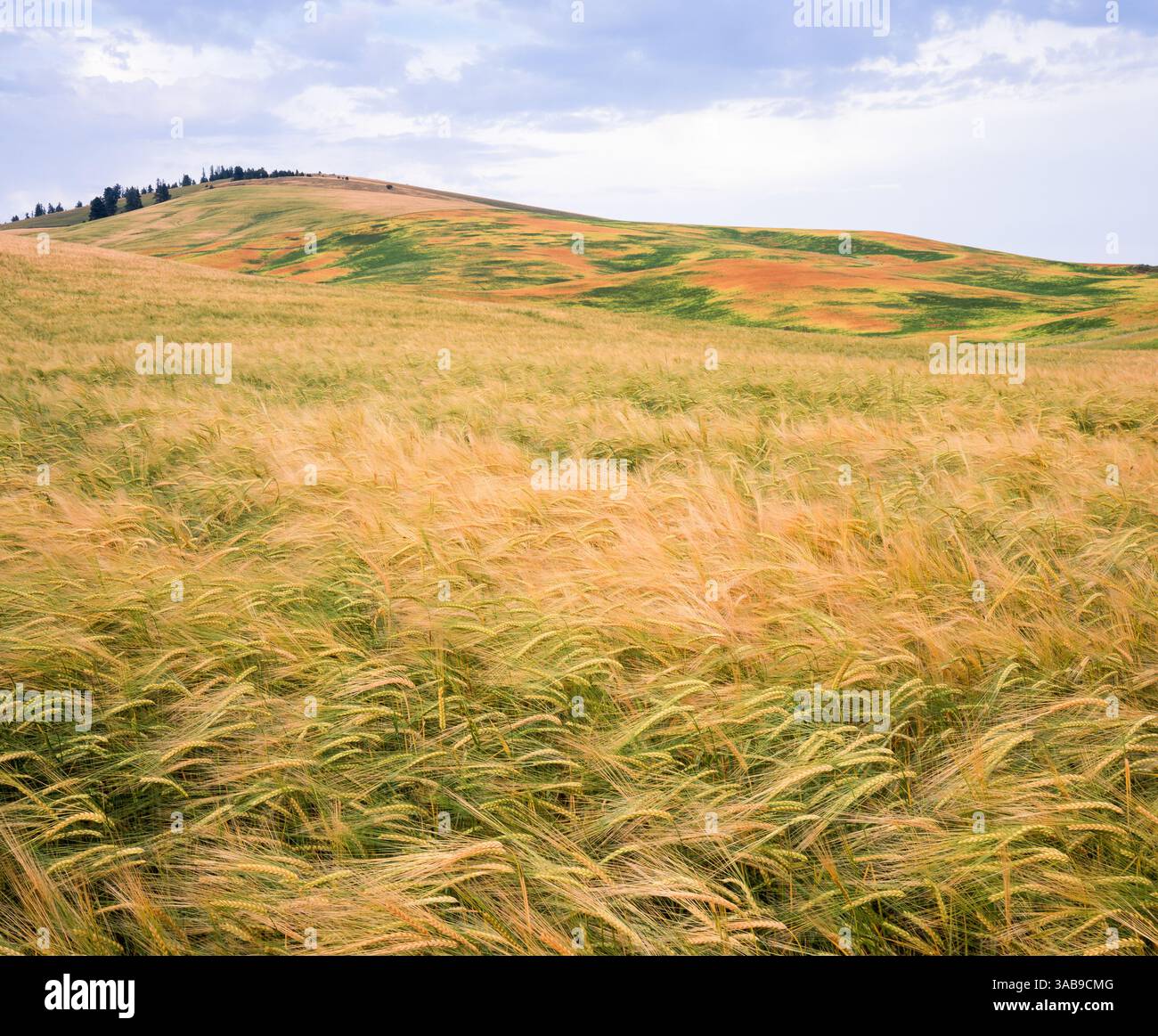 An expansive field shows ripening barley swaying in the foreground and ...