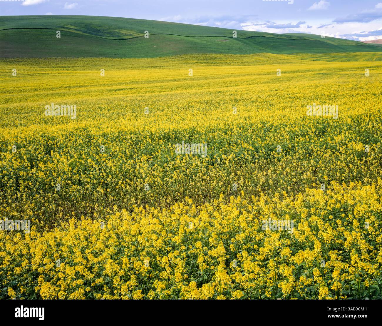 Canola crops in full hi-res stock photography and images - Alamy