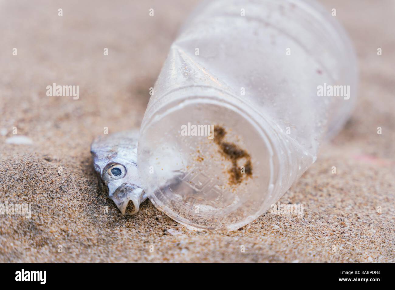 Close-up of a dead fish entangled in a plastic cup on a sandy beach in ...