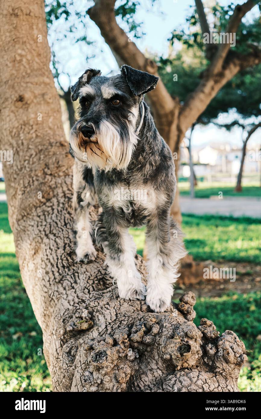 A schnauzer standings confidently on a tree branch in a sunlit park ...