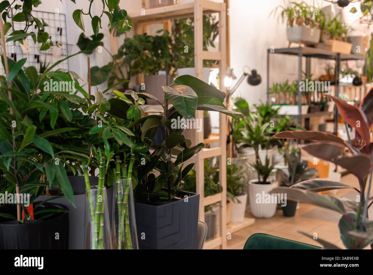 A vibrant indoor plant store brimming with various green plants in pots ...