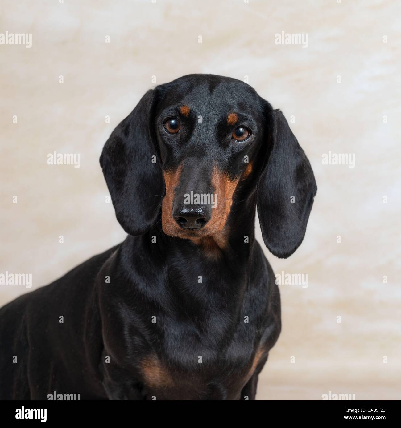 A dachshund with a sleek black coat poses against a light background ...