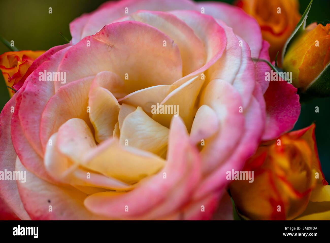 Rose garden photography hi-res stock photography and images - Alamy