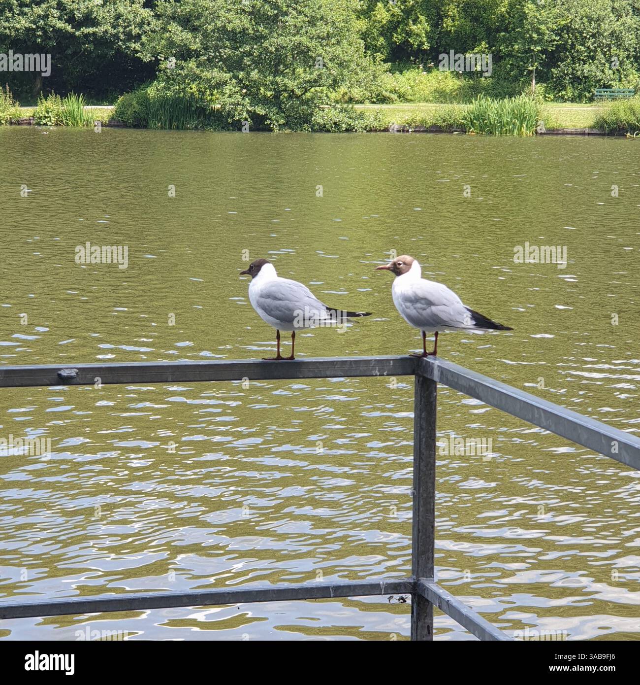 Two black headed gulls at Yarrow Valley Park, Chorley, Lancashire, UK ...