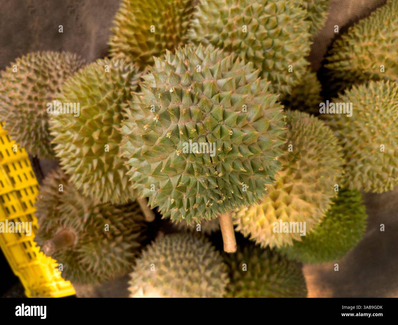 Durian fruit market, Kepong, Sri Damansara, Malaysia Stock Photo - Alamy