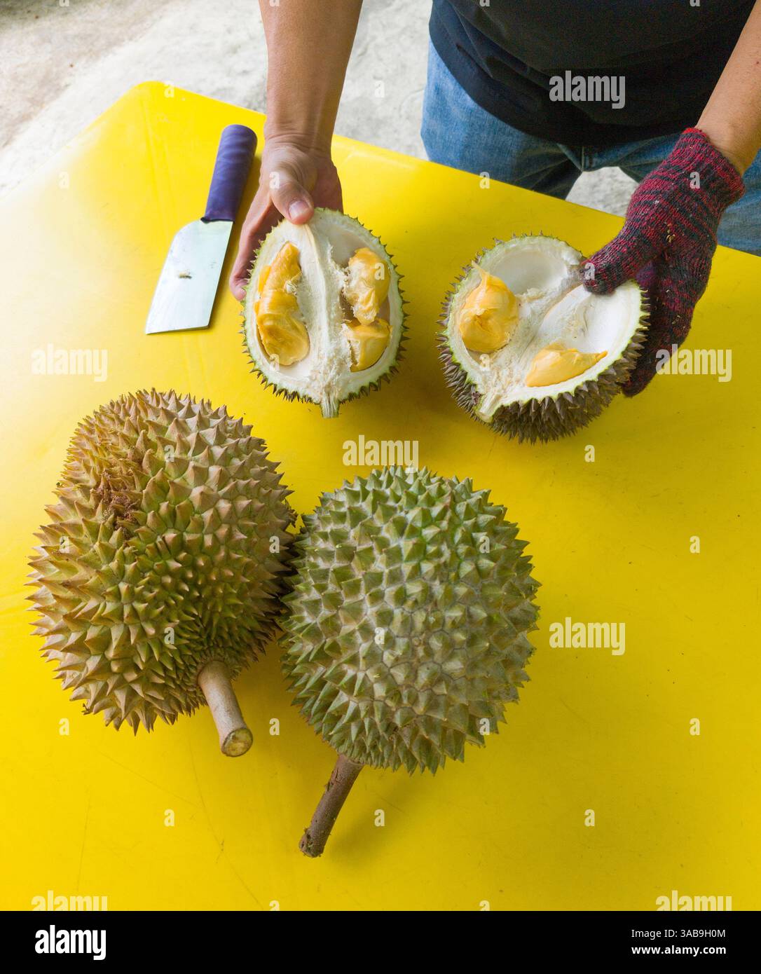 Opening durian, durian fruit market, Kepong, Sri Damansara, Malaysia ...