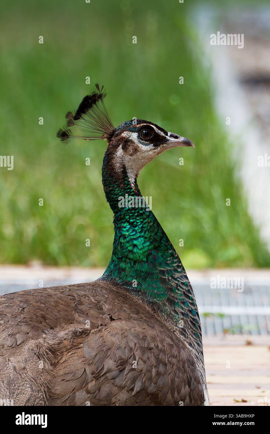 portrait of Female Peacock on a Park Pathway, sunny day, zoo, close up ...