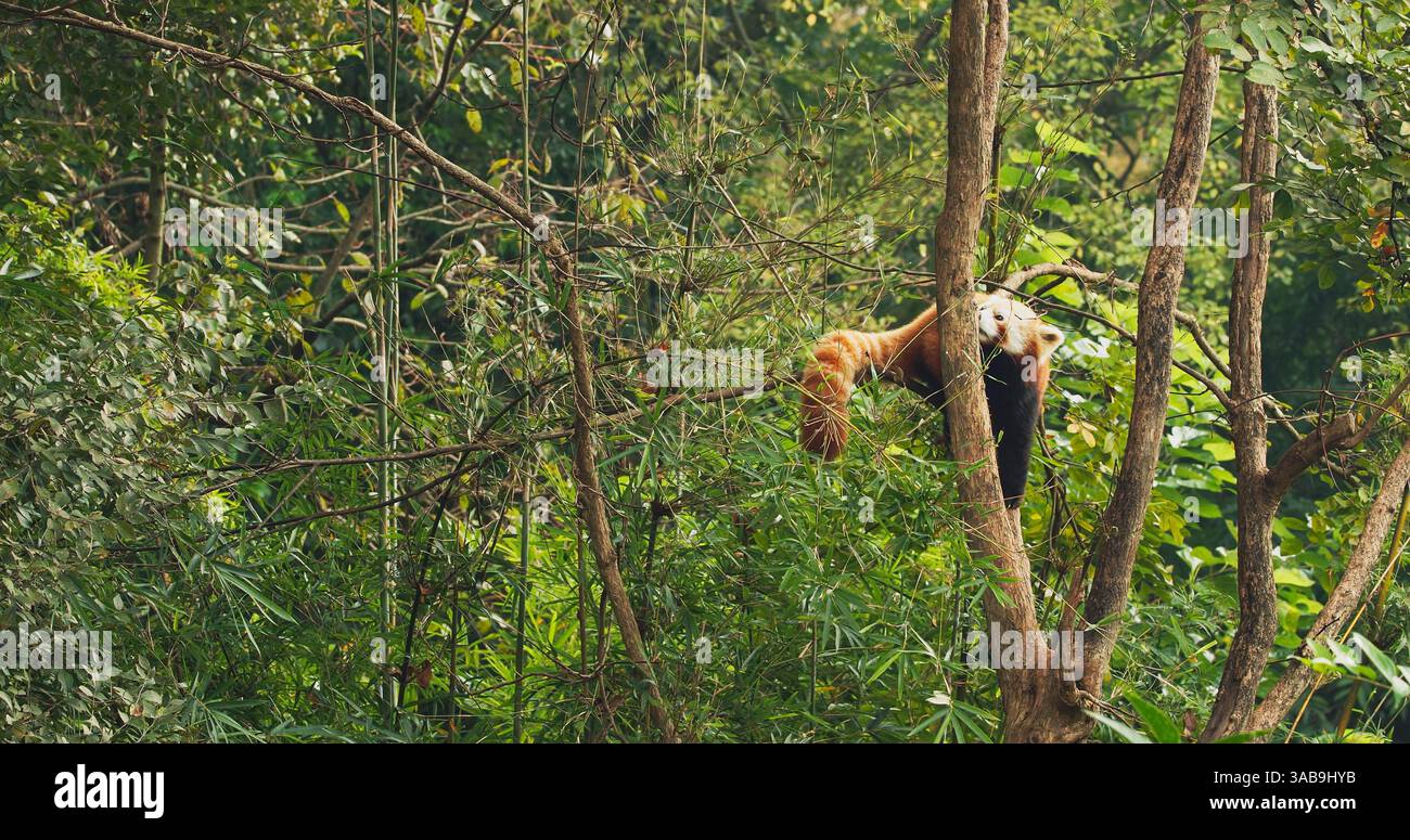 Agile Red Panda Panda Climbs Tree In Search Of Leaves To Eat. Ailurus ...