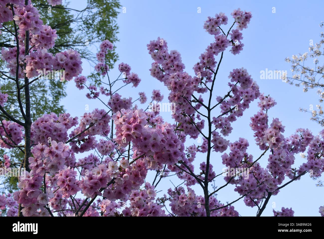 Cherry blossoms enter the best viewing time at Yuyuantan Park in ...