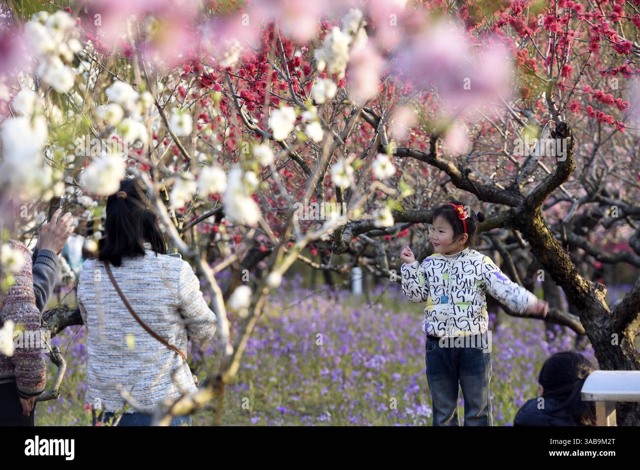 Aerial photo shows blooming spring flowers in Huai'an City, east China ...