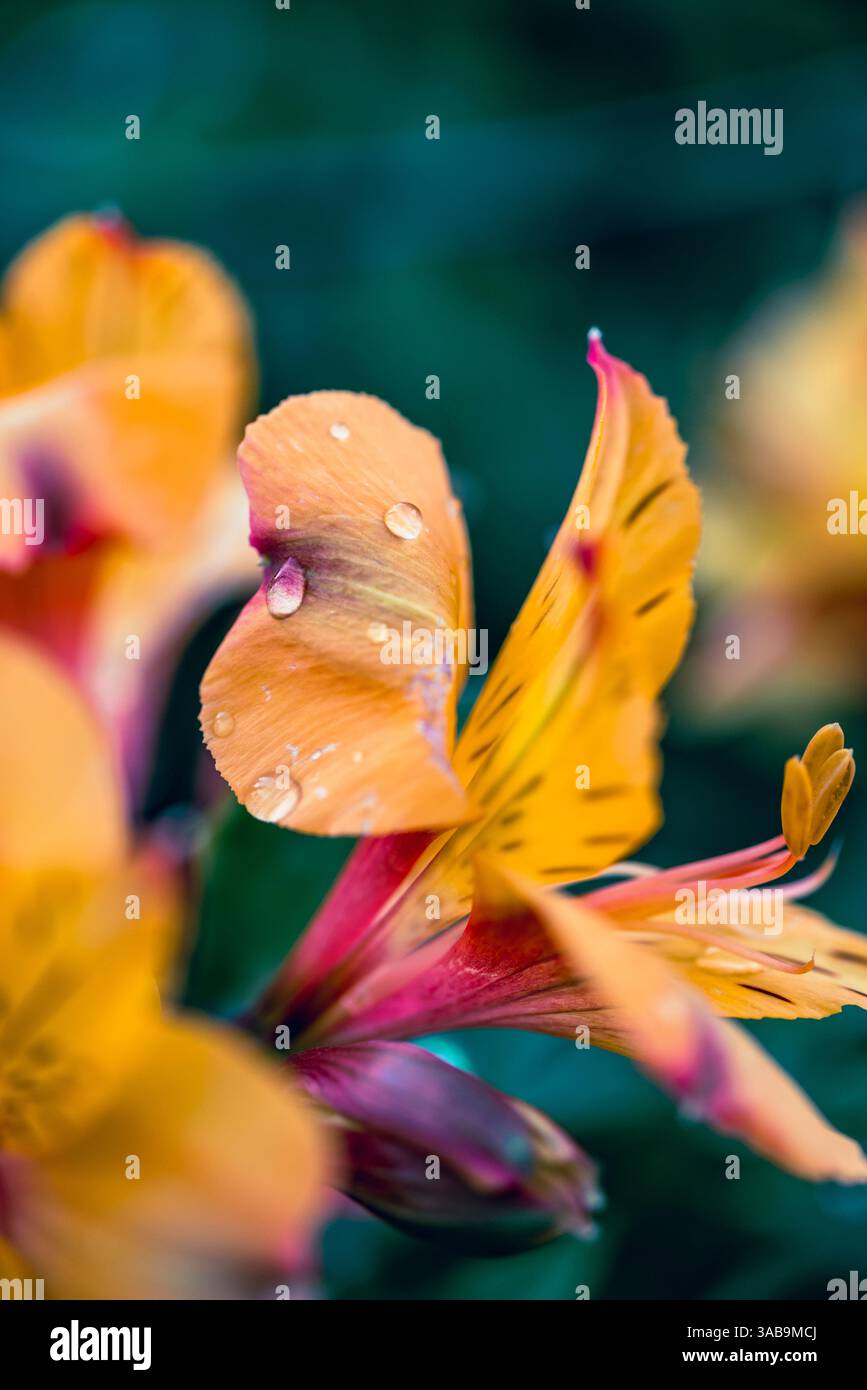 Peru flower raindrops hi-res stock photography and images - Alamy