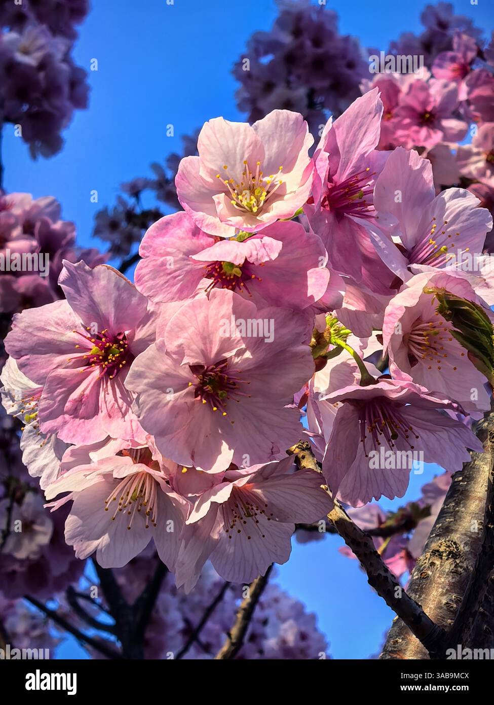 Cherry blossoms enter the best viewing time at Yuyuantan Park in ...