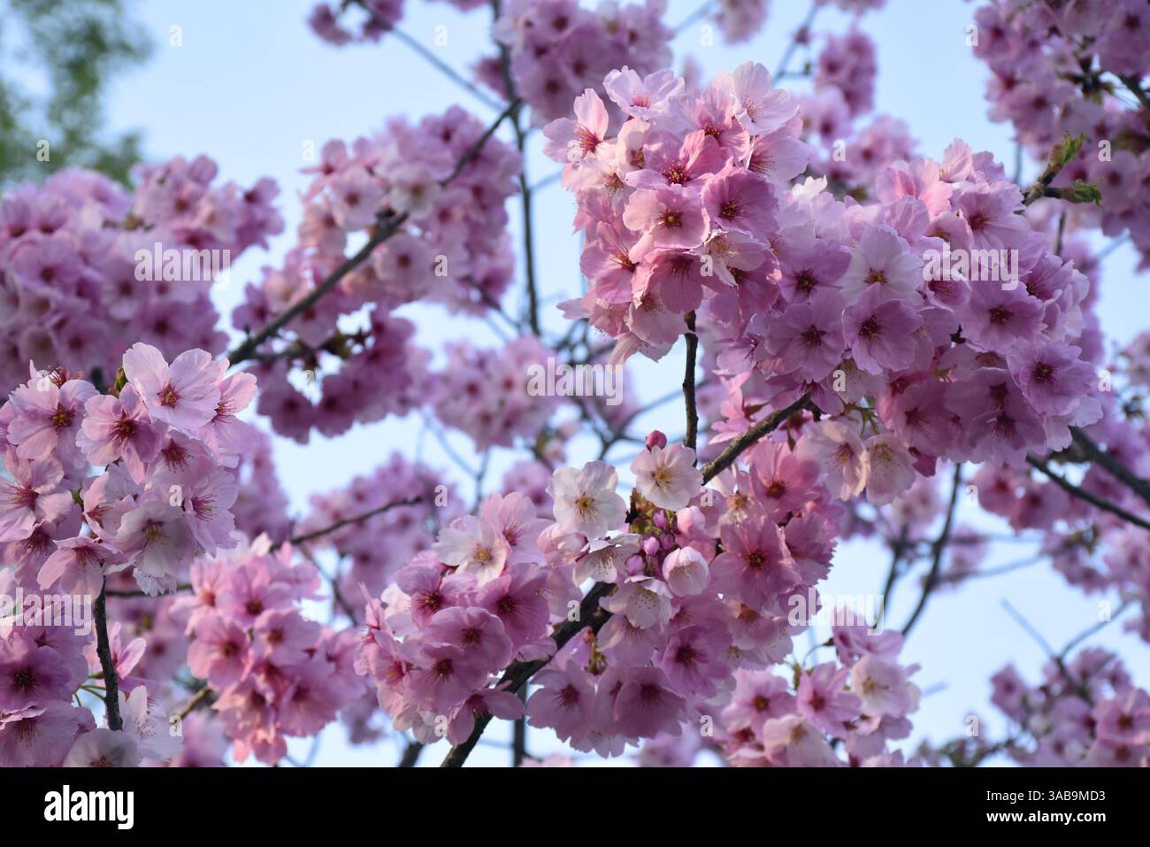 Cherry blossoms enter the best viewing time at Yuyuantan Park in ...