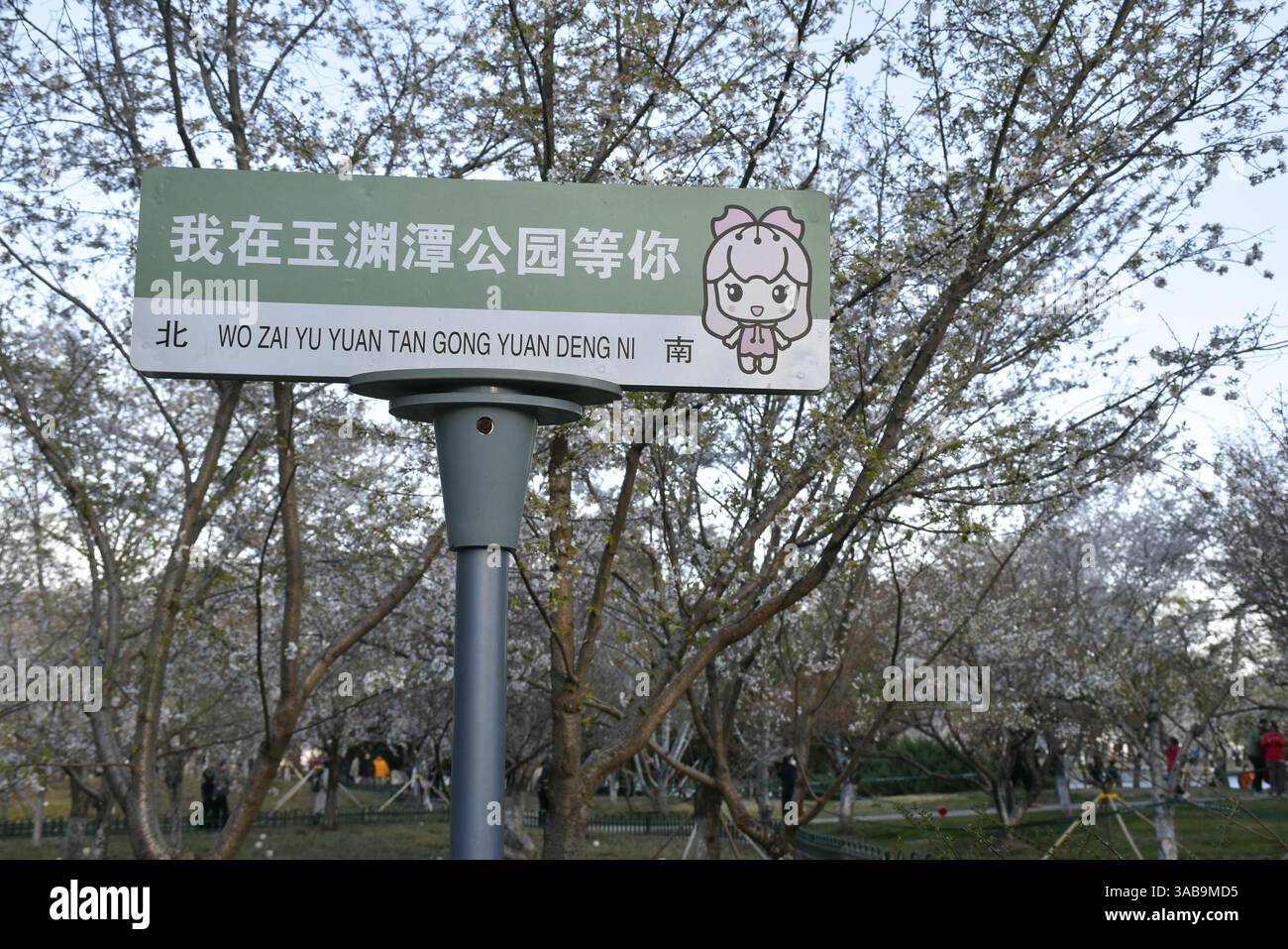Cherry blossoms enter the best viewing time at Yuyuantan Park in ...